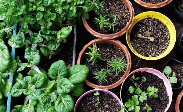 Growing Food in the Green Home Garden - Ecohome