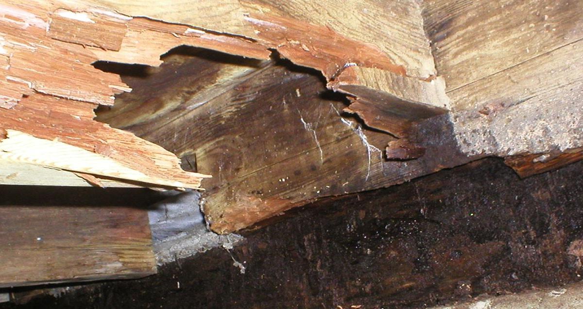 Rotten Luck - why dry rot in homes is best prevented - Ecohome