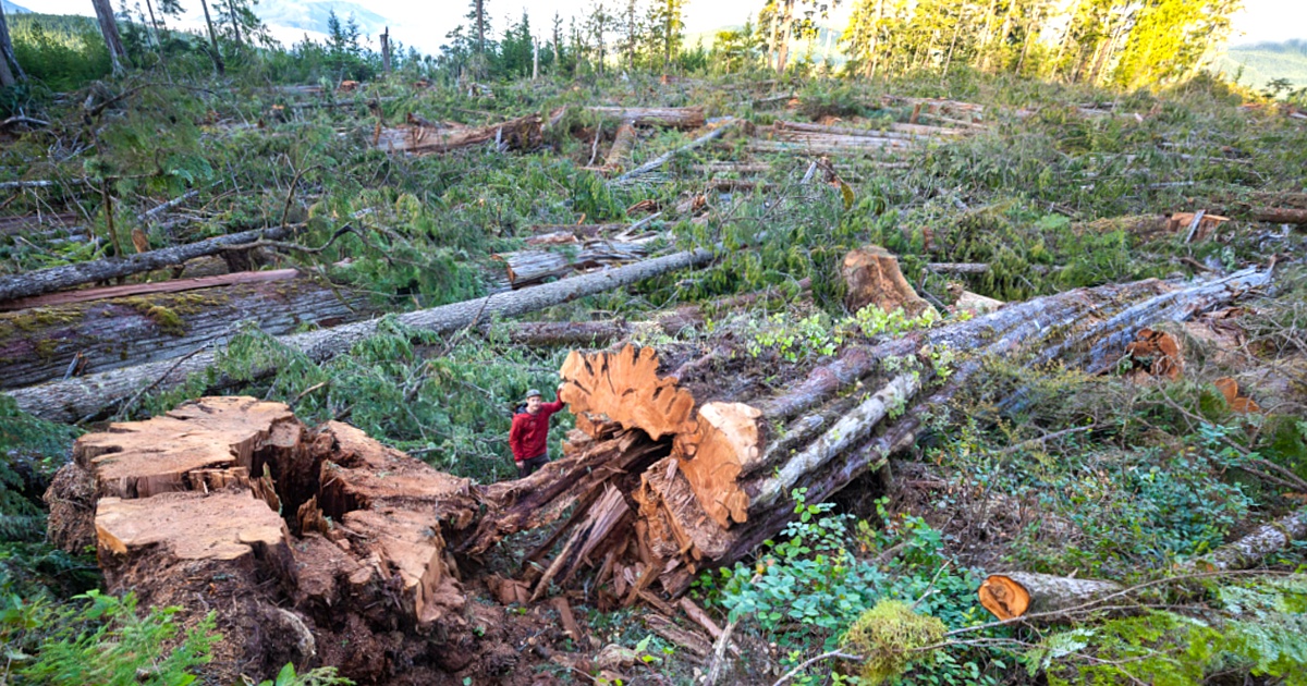 Quebec Bill 97: Analyzing the Impacts for Quebec & Canada - Ecohome
