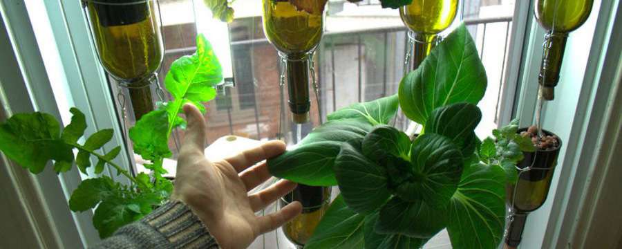 Hydroponic window garden - Ecohome