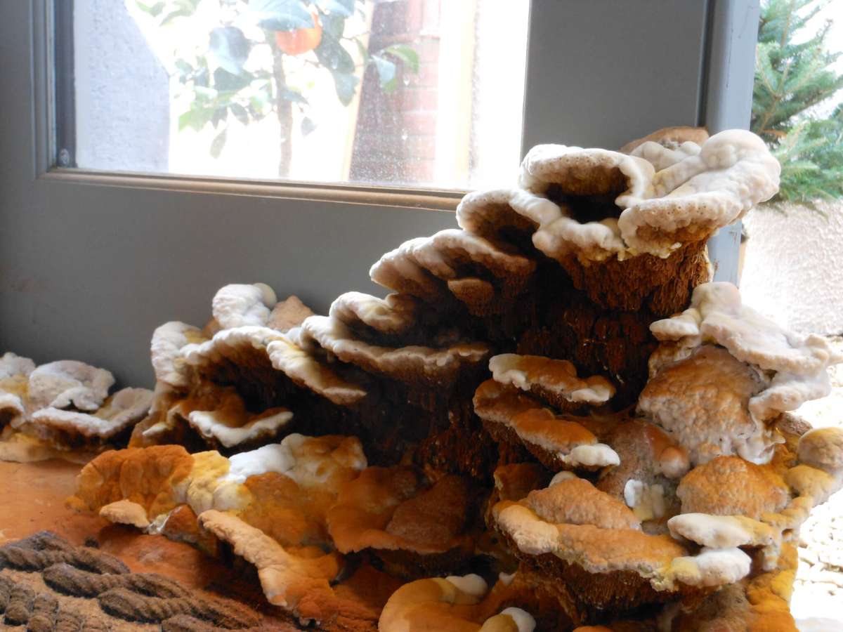 Rotten Luck - why dry rot in homes is best prevented - Ecohome