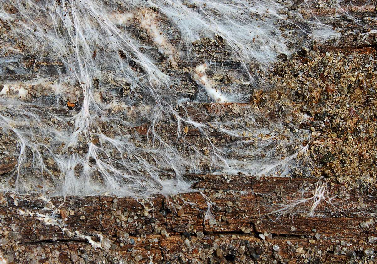 Rotten Luck - why dry rot in homes is best prevented - Ecohome