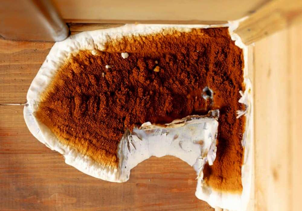 Humedad y Madera Podrida en Casas: Qué Es y Cómo Prevenirla - Ecohome