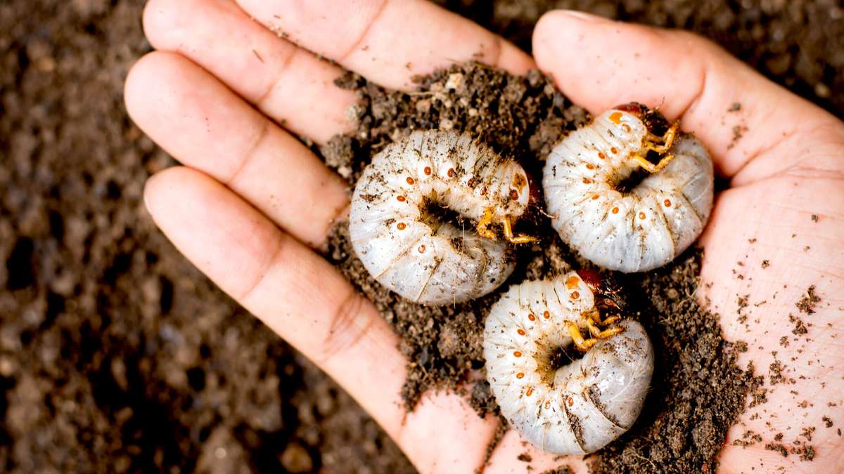 How to Stop Animals from Digging Up Your Lawn for Grubs (2025) - Ecohome