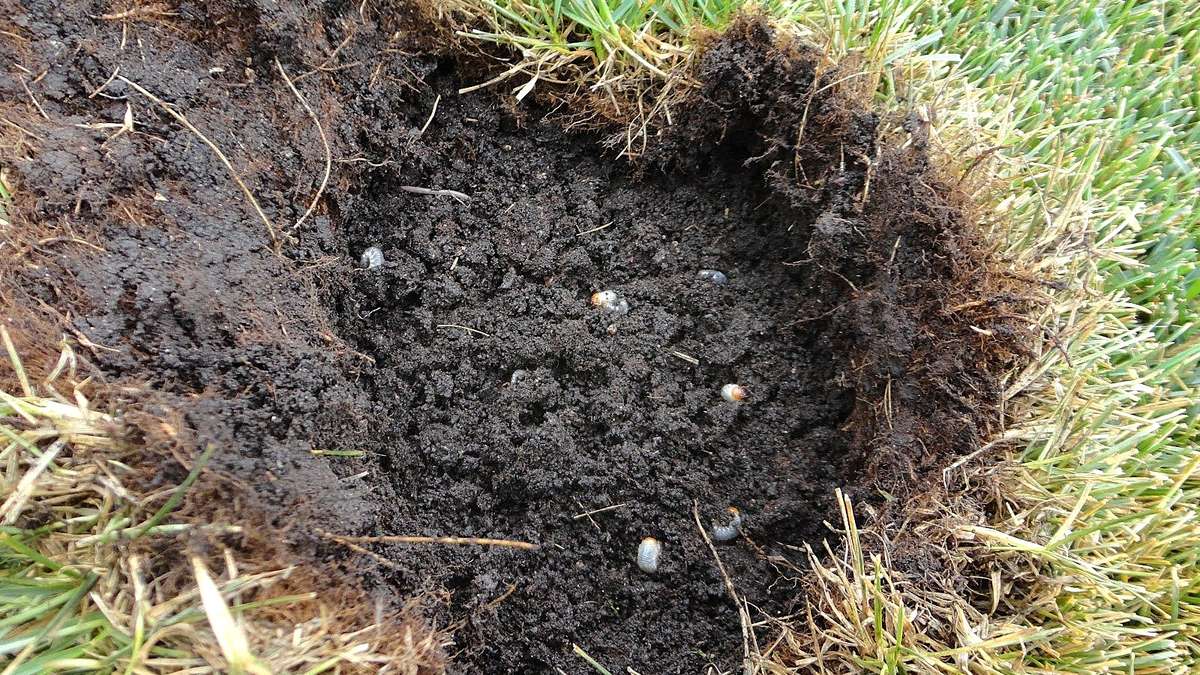 How to Stop Animals from Digging Up Your Lawn for Grubs (2025) - Ecohome
