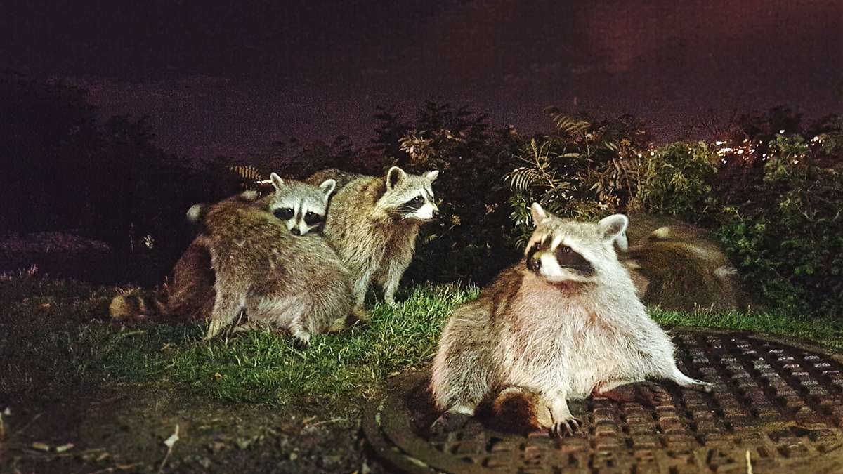 How to Stop Animals from Digging Up Your Lawn for Grubs (2025) - Ecohome